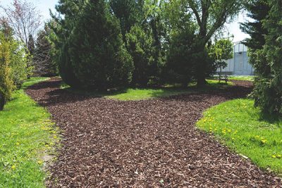 Rindenmulch Auf Rasen